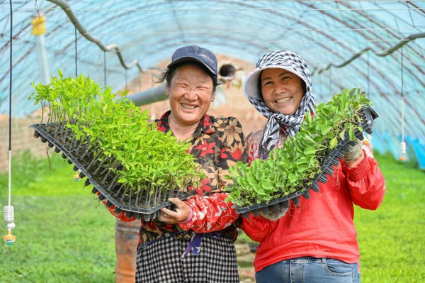 Facility agriculture blazes trail of agricultural development on ...